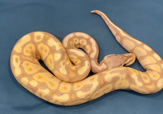 Banana Calico Ball Python by From The Darkside
