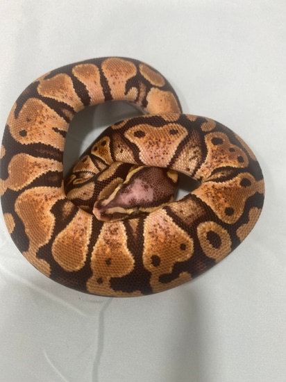 Red Stripe Pastel Scaless Head Ball Python by From The Darkside