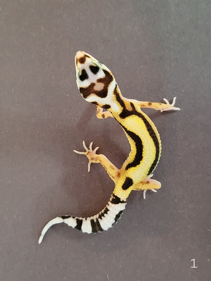 Bandit Boldstripe Leopard Gecko by Frontier Exotics