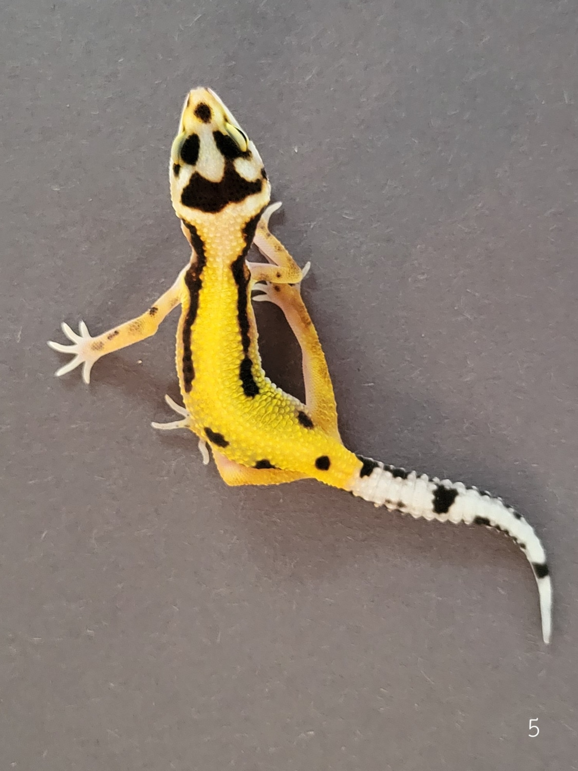 Bold Leopard Gecko by Frontier Exotics - MorphMarket