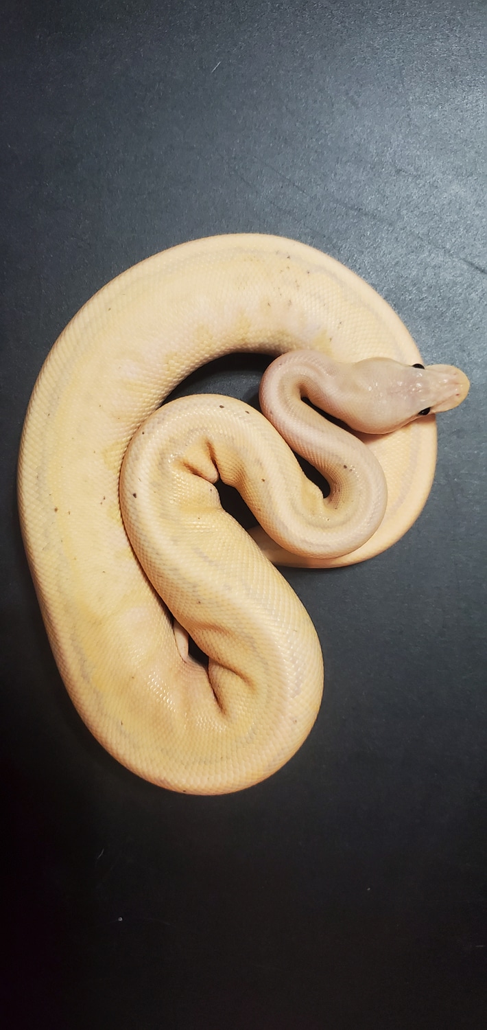 Coral Glow Cinnamon Pinstripe Ball Python by Frosty Pythons - MorphMarket