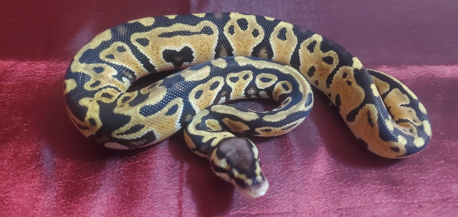 Pastel Het Clown Ball Python by Frosty Pythons - MorphMarket