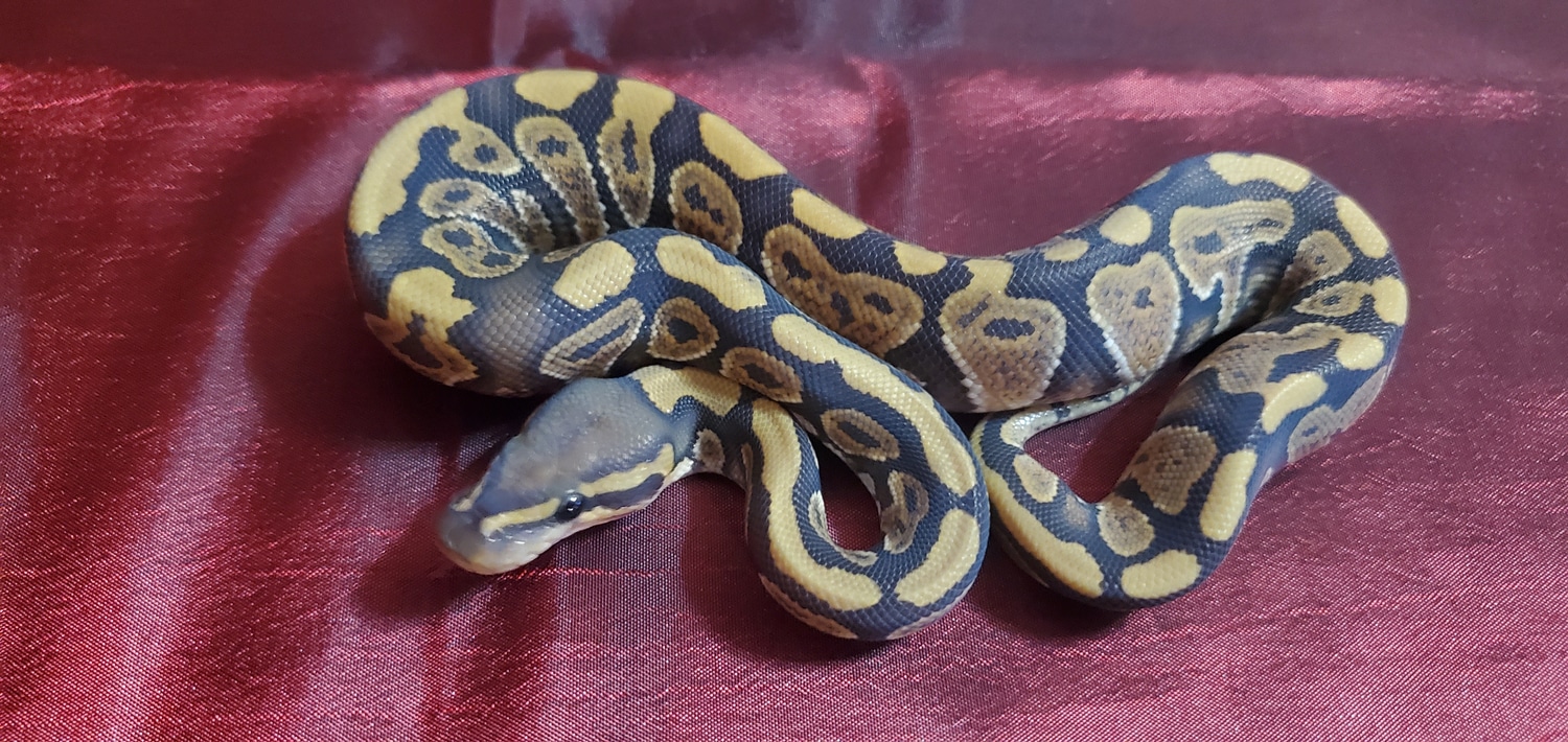 Ghost+ Poss Specter Ball Python by Frosty Pythons - MorphMarket