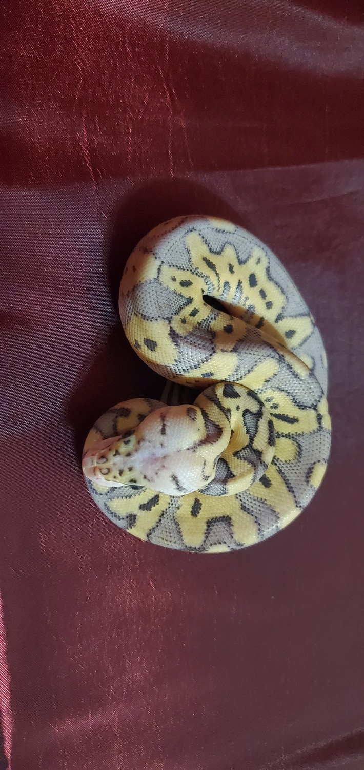 Killer Clown Poss Leopard Ball Python by Frosty Pythons - MorphMarket