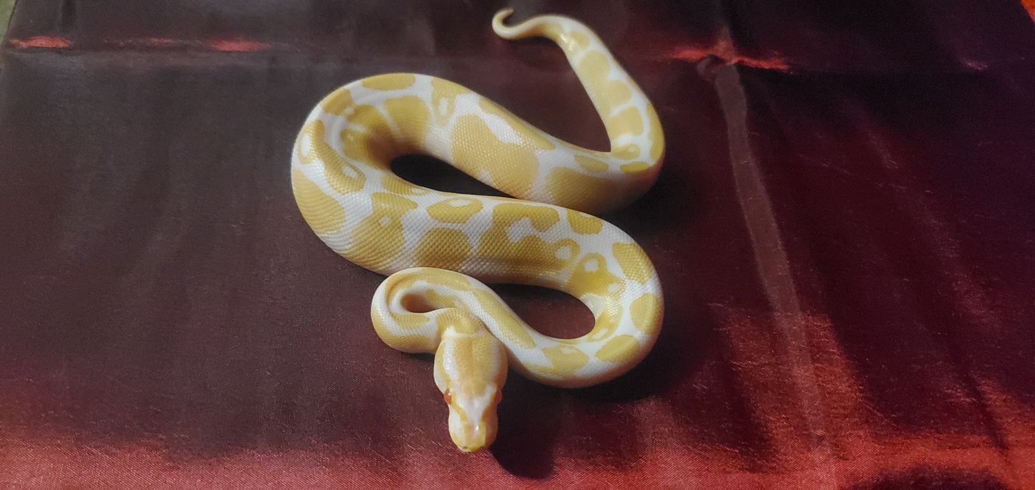 Albino Ball Python by Frosty Pythons - MorphMarket