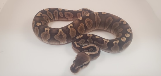 GHI Cinnamon Het Ghost Ball Python by Frosty Pythons