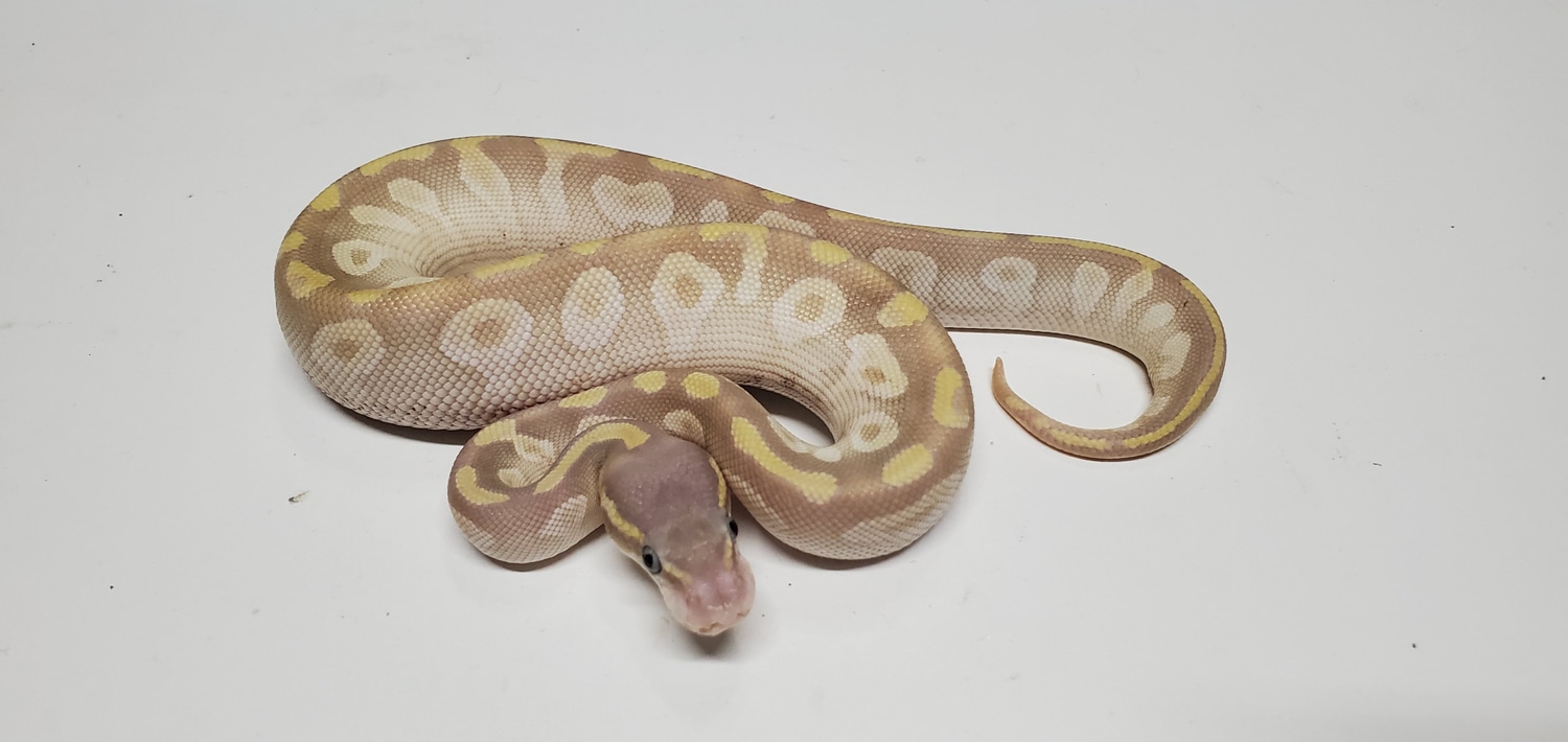 Crystal Ball Python by Frosty Pythons - MorphMarket