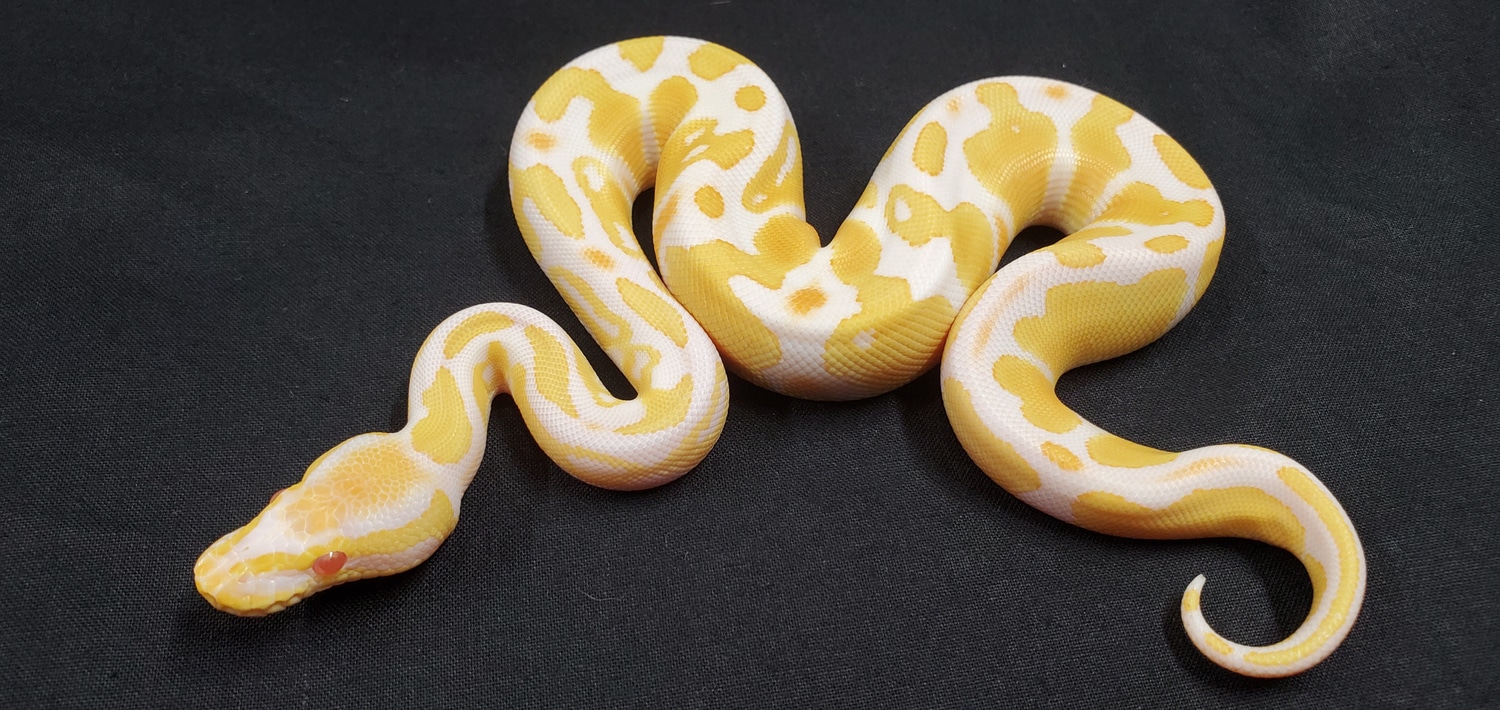 Albino Yellowbelly Ball Python by Frosty Pythons - MorphMarket