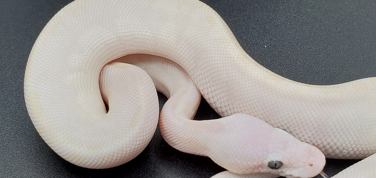 Phanboo:Bamboo & Phantom Ball Python by Frosty Pythons - MorphMarket