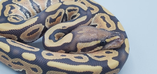 Ghost Ball Python by Frosty Pythons