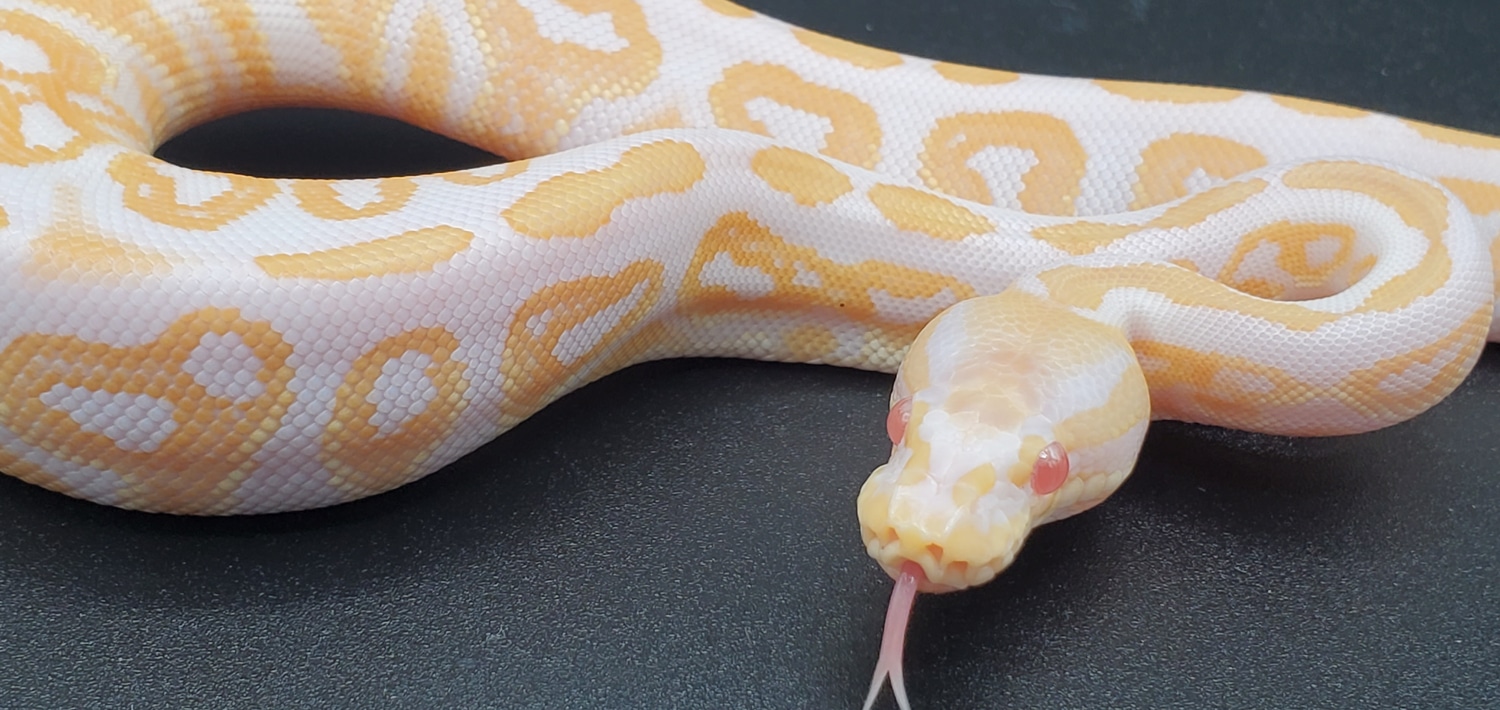 Black Pastel Albino Ball Python by Frosty Pythons - MorphMarket