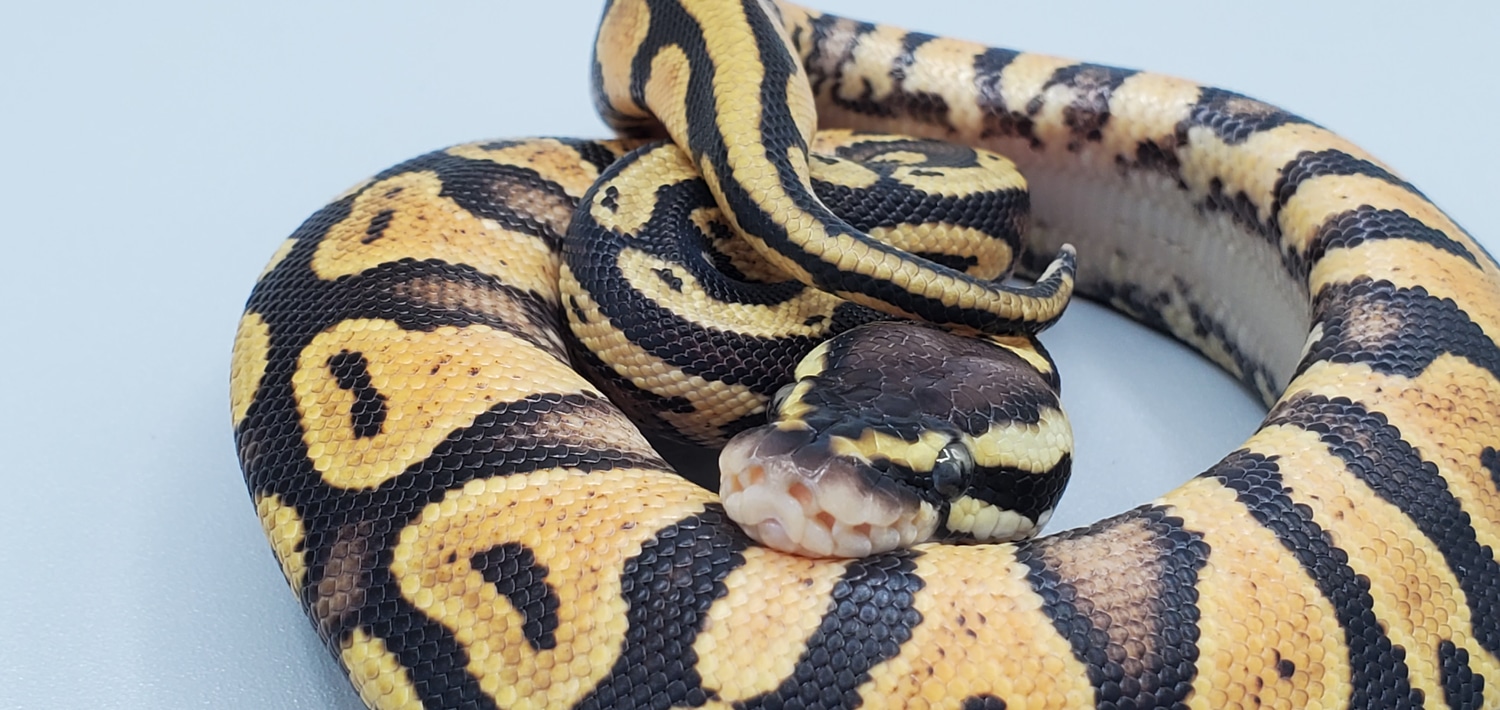 Pastel Yellowbelly/Specter Ball Python by Frosty Pythons - MorphMarket