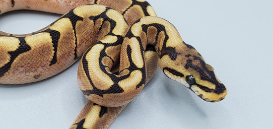 Spider Het Ghost Ball Python by Frosty Pythons