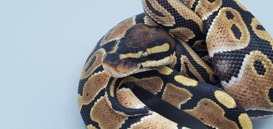 Normal Het Ghost Ball Python by Frosty Pythons