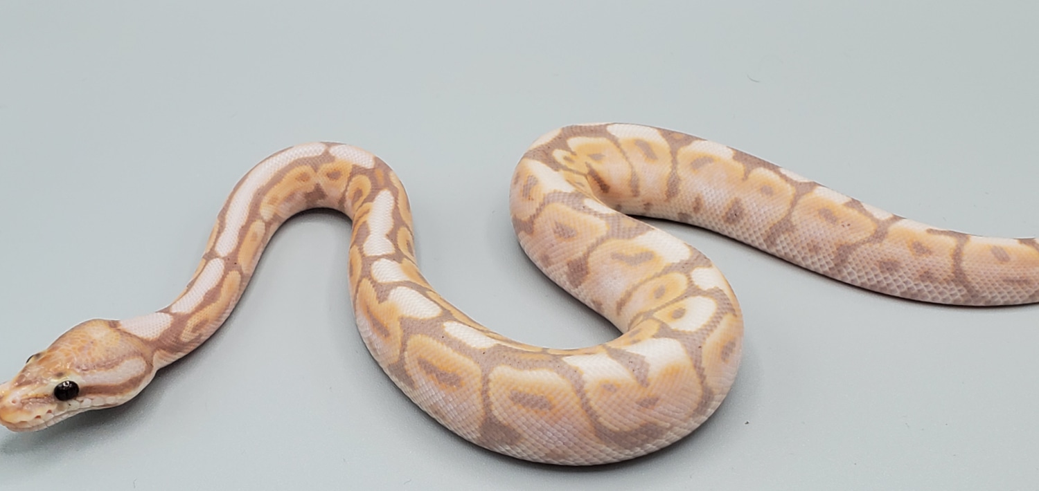 Coral Glow Cinnamon Spider Ball Python by Frosty Pythons - MorphMarket