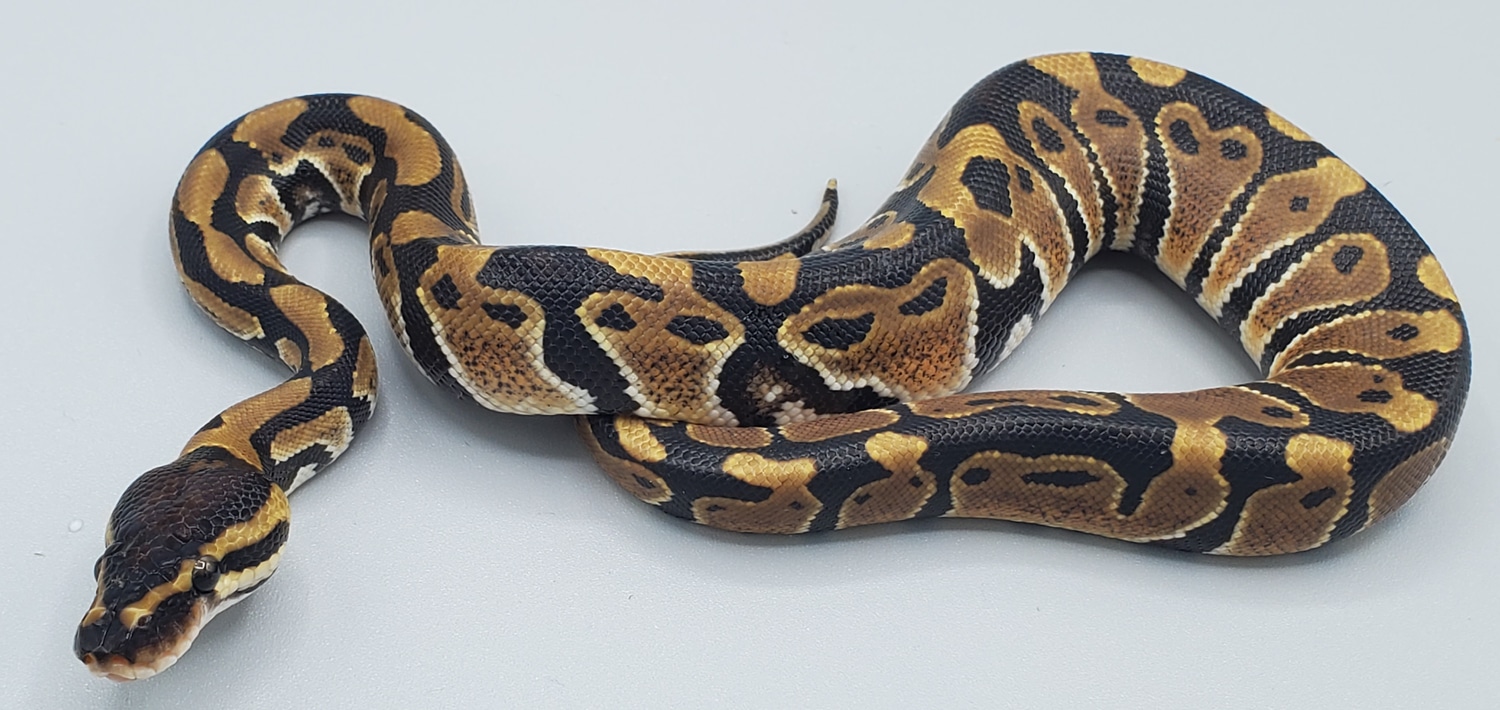 Normal Het Clown Ball Python by Frosty Pythons - MorphMarket