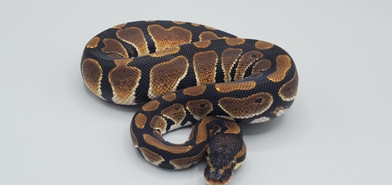 Normal 66% Het Piebald 50% Het Clown Ball Python by Frosty Pythons