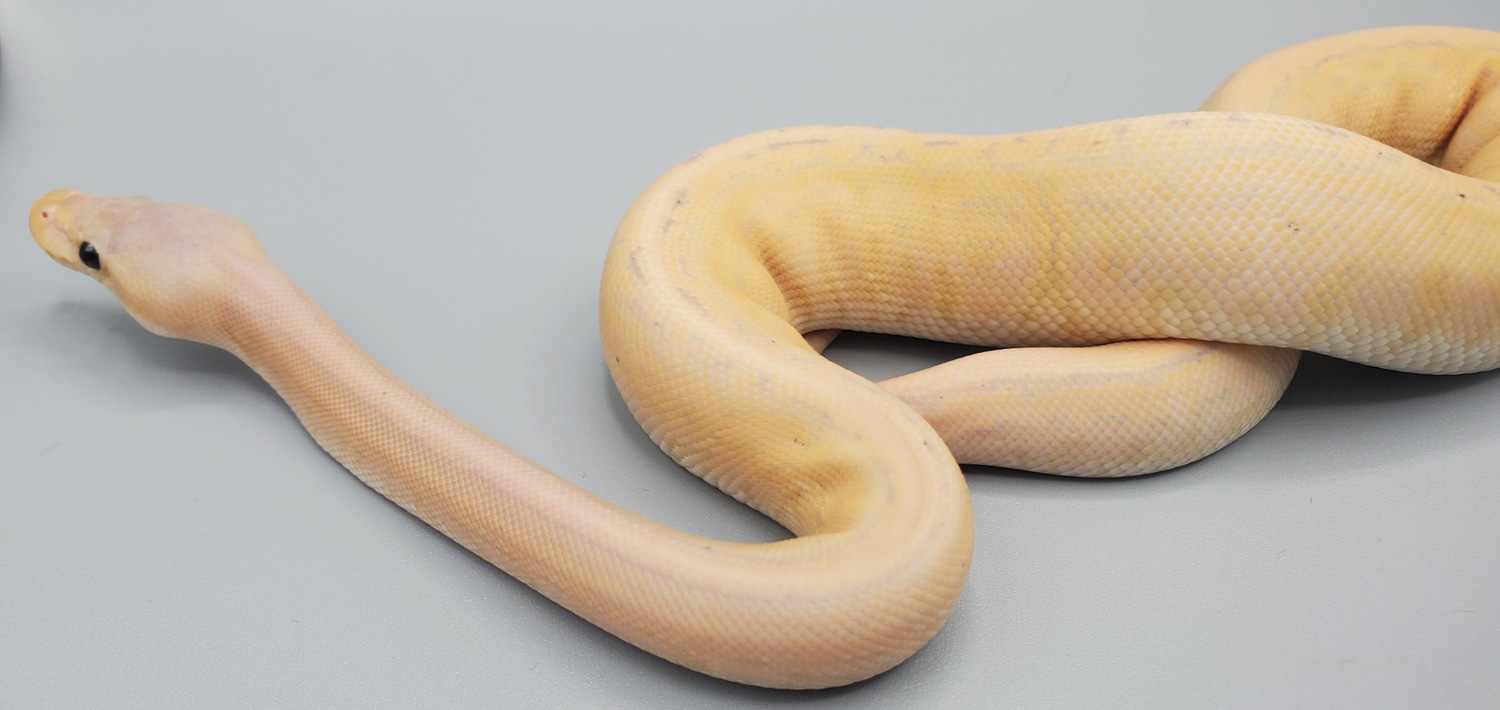 Coral Glow Cinnamon Pinstripe Yellowbelly Ball Python by Frosty Pythons ...