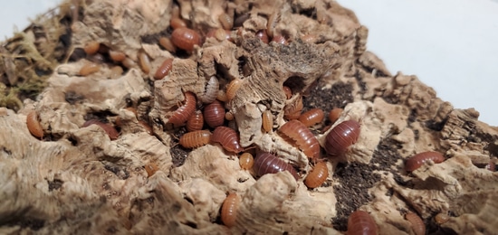 Armadillidium Vulgare: Sunset 10+ Isopod by Frosty Pythons