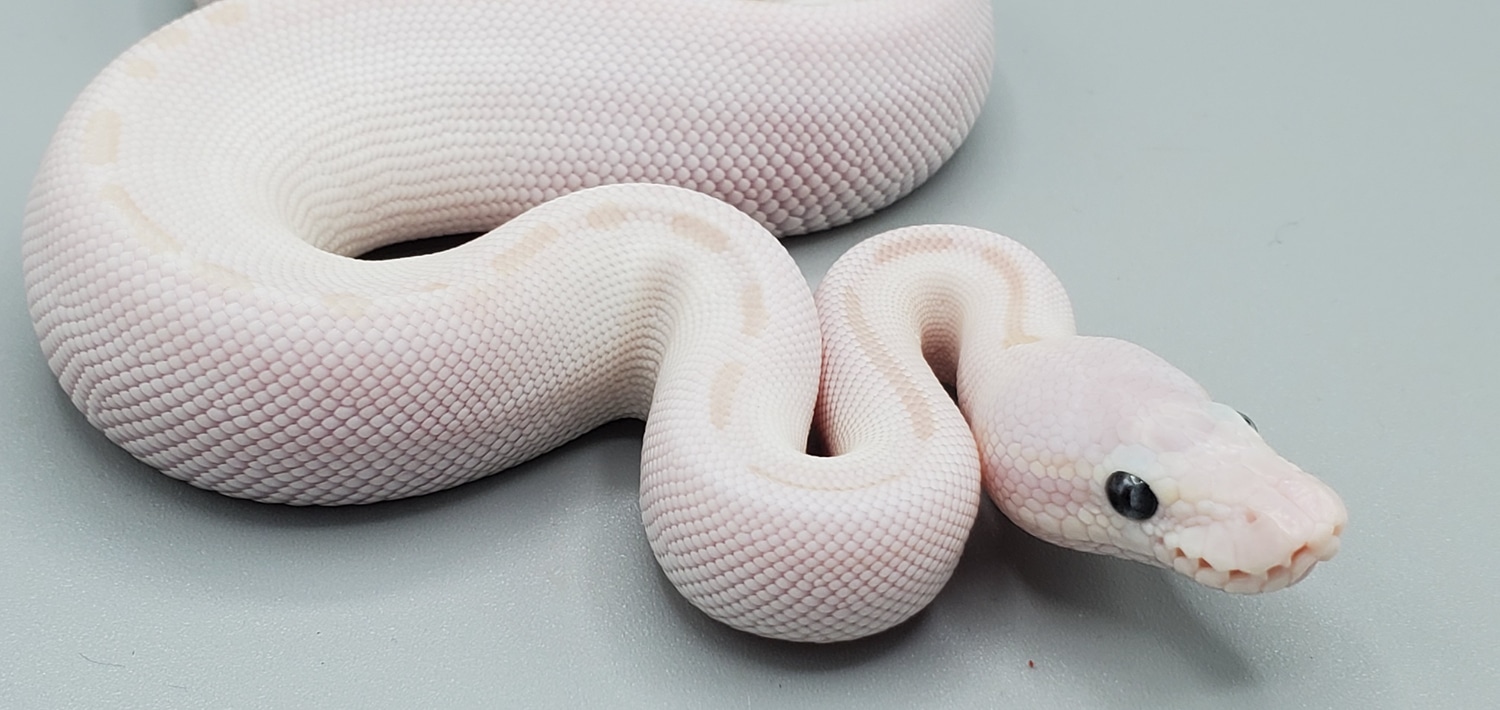 BEL:Lesser & Mojave Or Phantom Ball Python by Frosty Pythons - MorphMarket