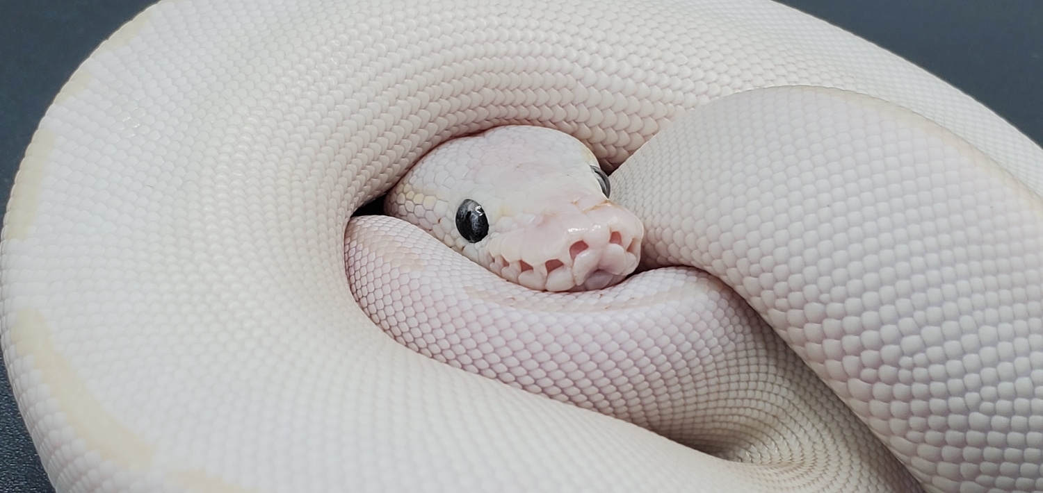 BEL:Lesser & Mojave Or Phantom Ball Python by Frosty Pythons - MorphMarket
