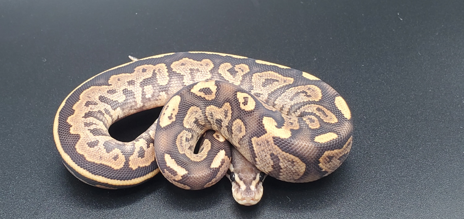 Black Pastel Fire Yellowbelly Het Albino Ball Python by Frosty Pythons ...
