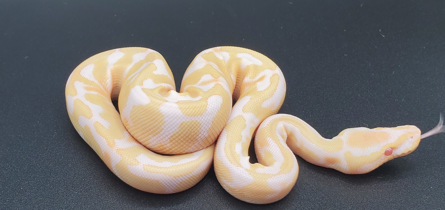 Albino Fire Yellowbelly Ball Python by Frosty Pythons - MorphMarket