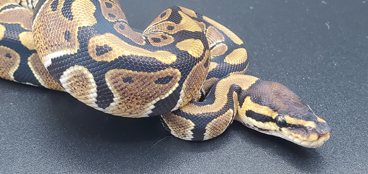 Normal Het Clown Ball Python by Frosty Pythons - MorphMarket
