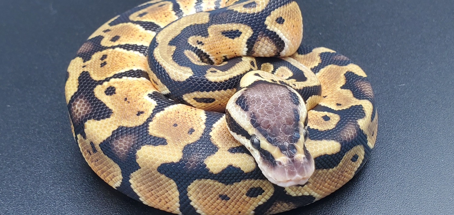 Pastel Het Clown Ball Python by Frosty Pythons - MorphMarket