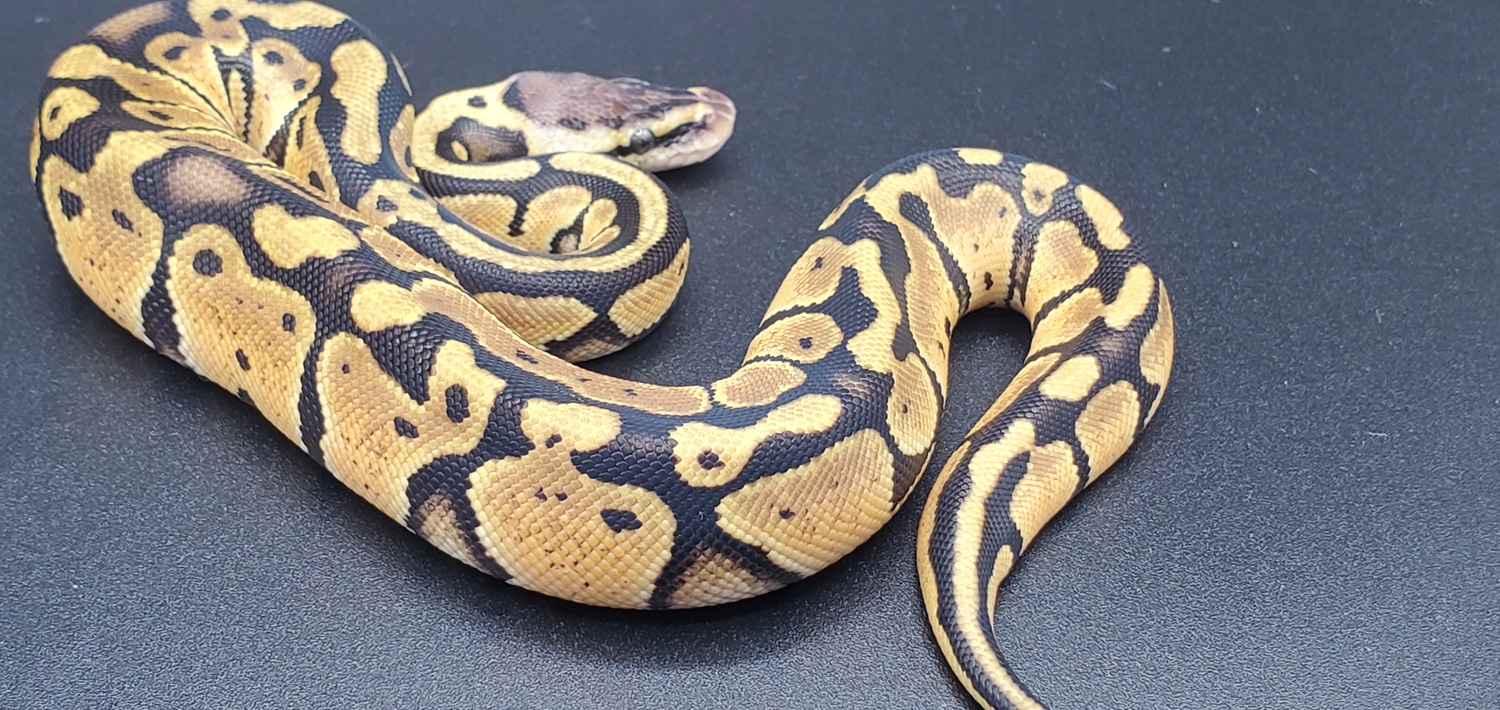 Pastel Het Clown Ball Python by Frosty Pythons - MorphMarket