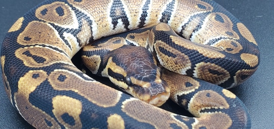 Normal Het Clown Ball Python by Frosty Pythons