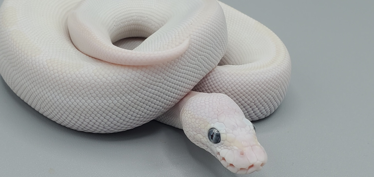 BEL:Lesser & Mojave Or Phantom Ball Python by Frosty Pythons - MorphMarket