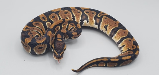 Normal Pos Het Ghost Ball Python by Frosty Pythons