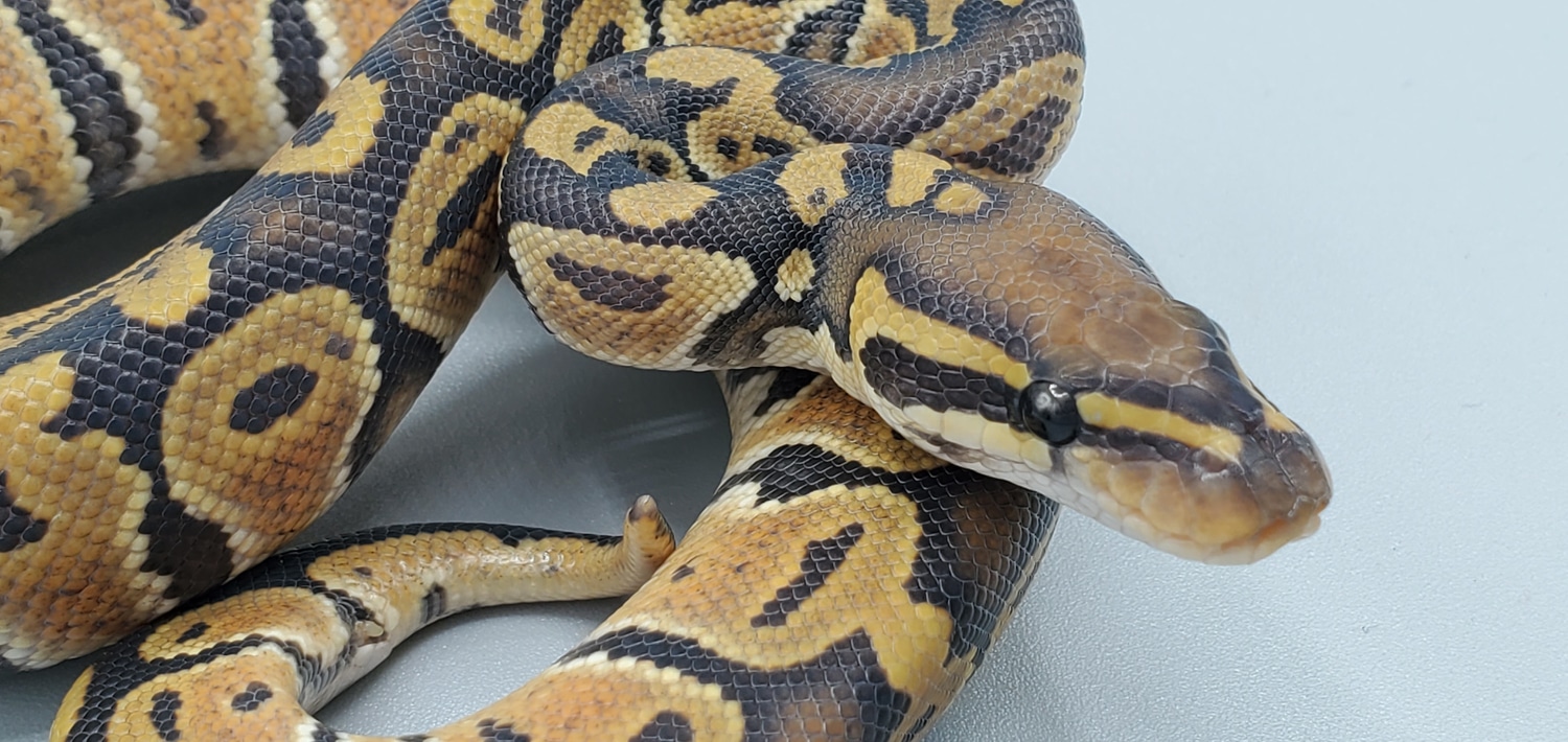 Ghost Ball Python by Frosty Pythons - MorphMarket