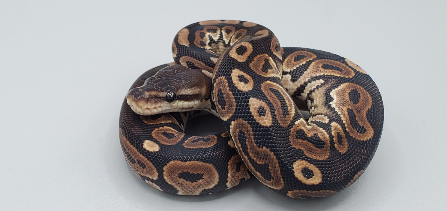 Black Pastel Pos Het Piebald Ball Python by Frosty Pythons - MorphMarket