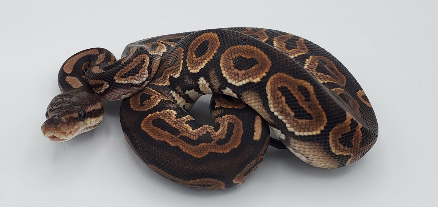 Black Pastel Pos Het Piebald Ball Python by Frosty Pythons - MorphMarket