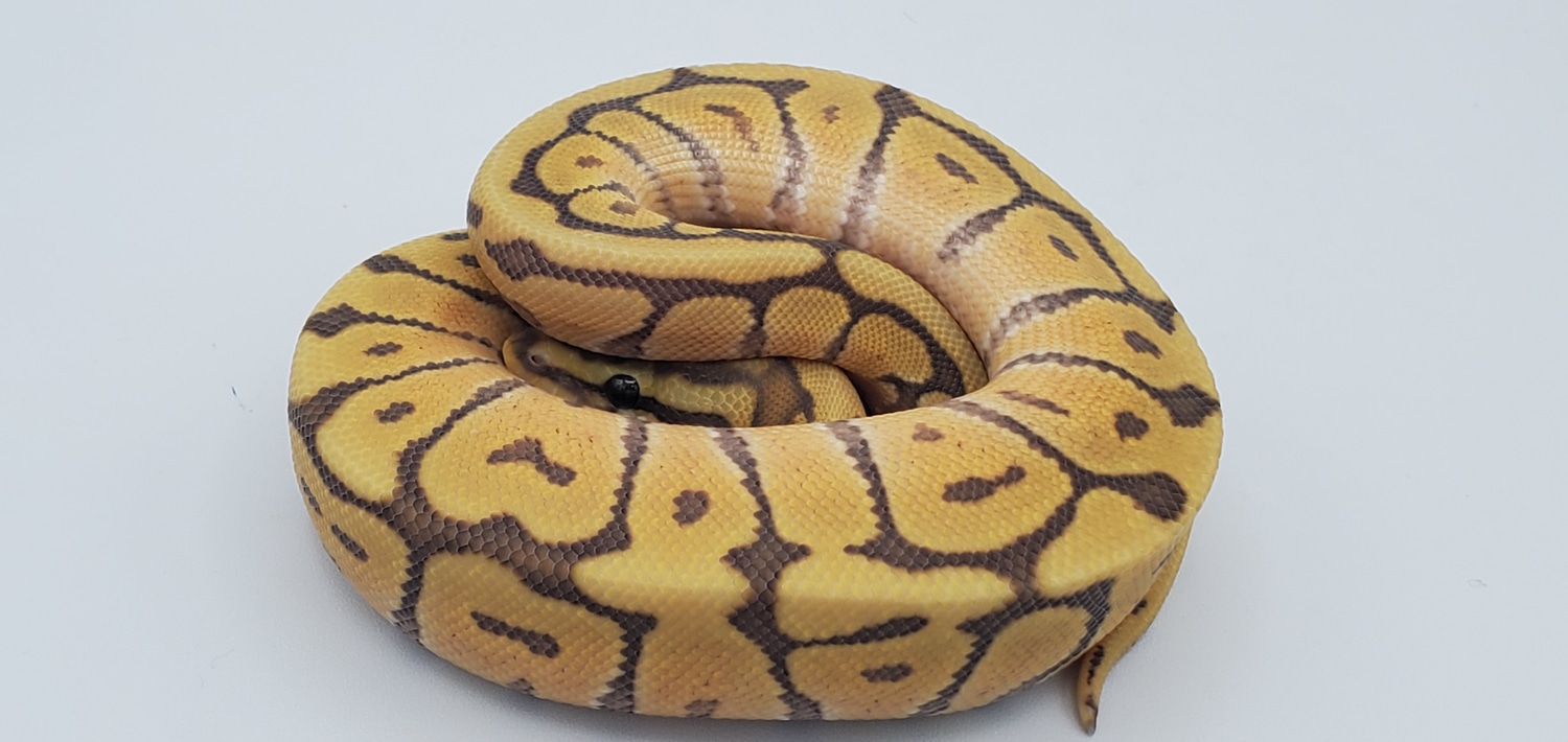 Mojave Honeybee Ball Python by Frosty Pythons - MorphMarket
