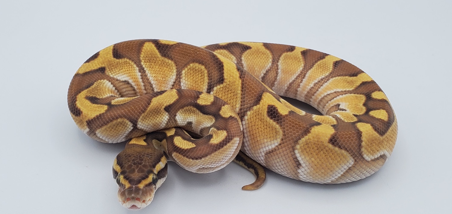 Enchi Lesser Ball Python by Frosty Pythons - MorphMarket