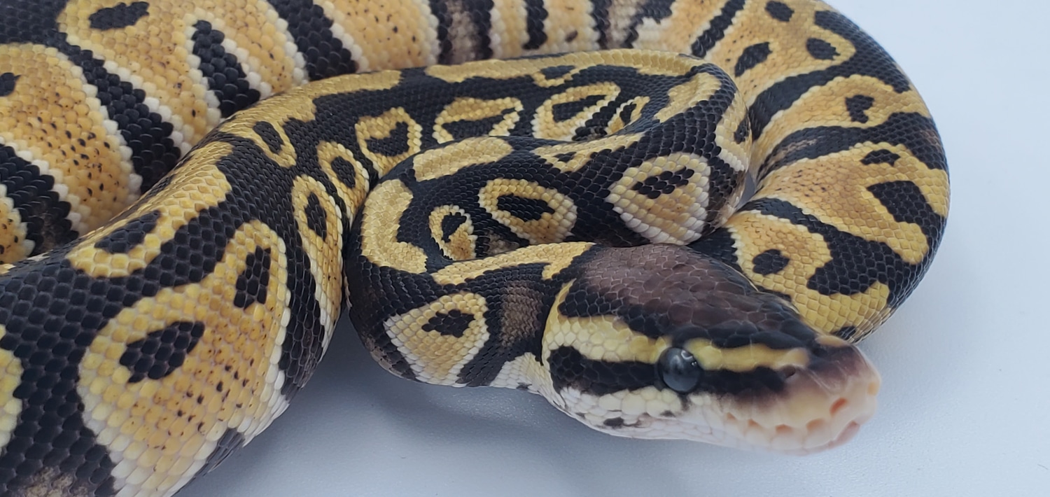 Pastel Het Clown Ball Python by Frosty Pythons - MorphMarket
