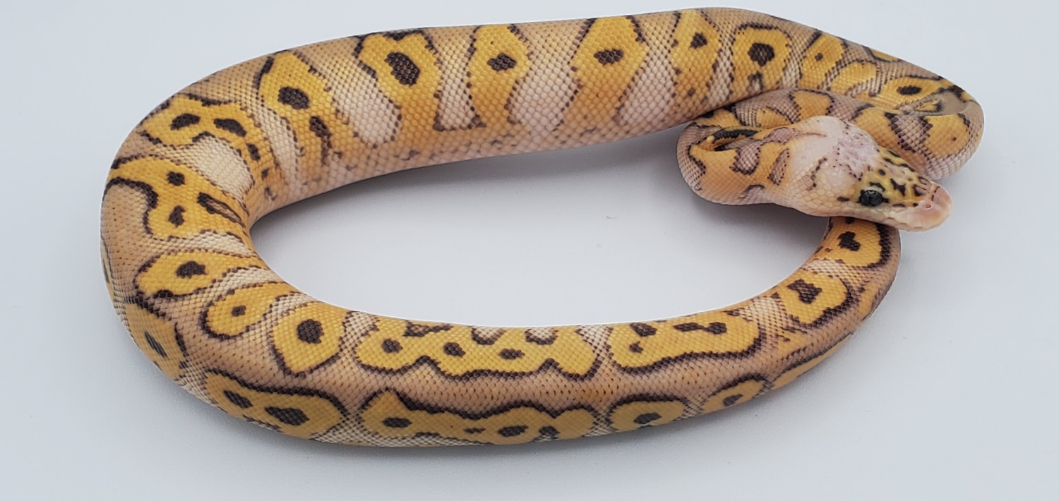Super Pastel Clown Ball Python by Frosty Pythons - MorphMarket