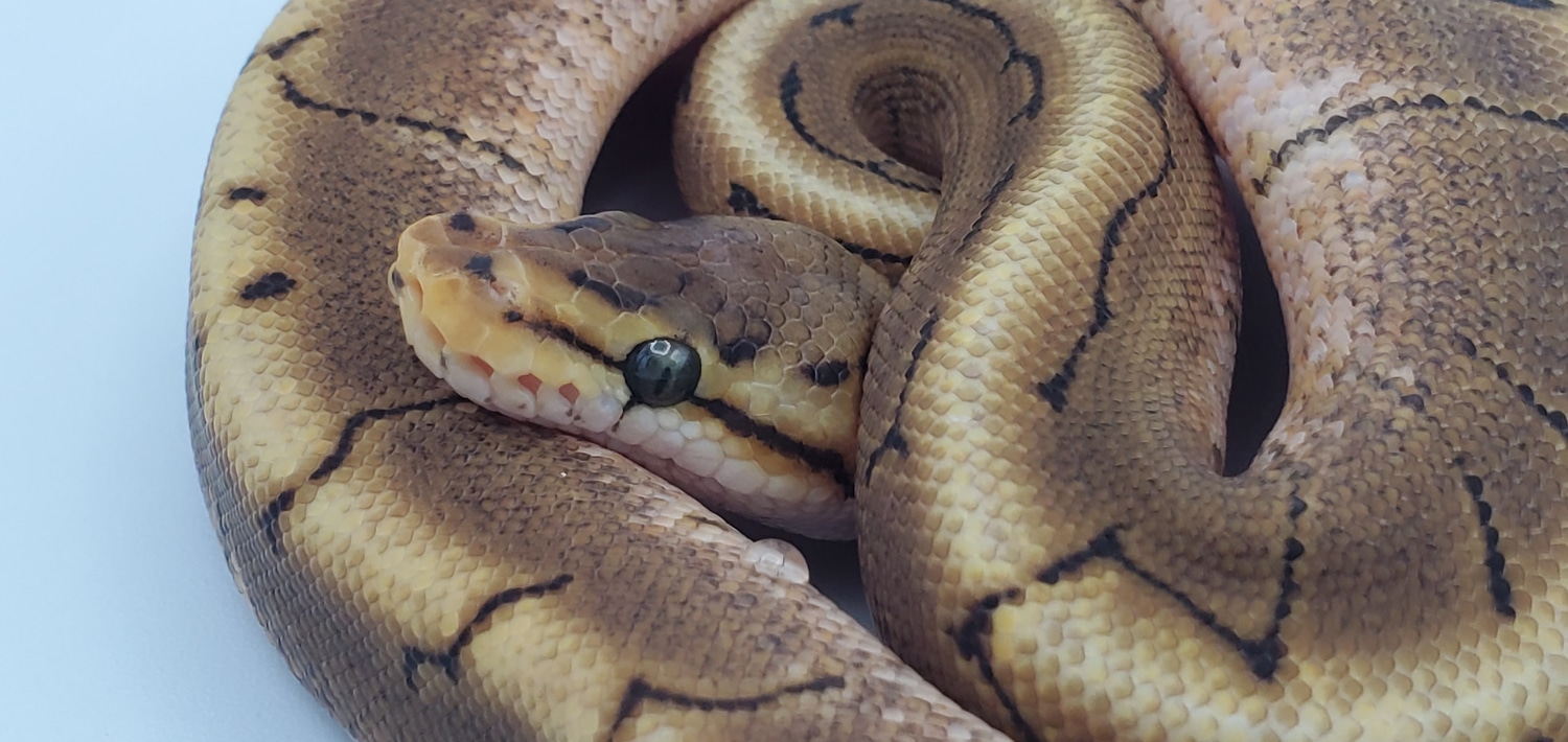 Spinner Yellowbelly Pos Calico Ball Python by Frosty Pythons - MorphMarket