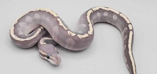 Ghost GHI Mojave Ball Python by Frosty Pythons