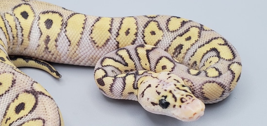 Killer Clown Ball Python by Frosty Pythons