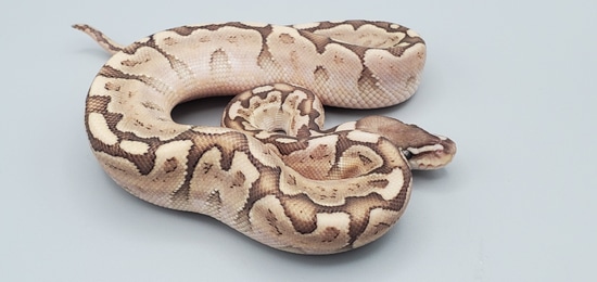 Bamboo Ball Python by Frosty Pythons