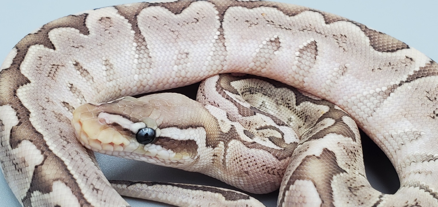 Pastel Bamboo Ball Python by Frosty Pythons - MorphMarket