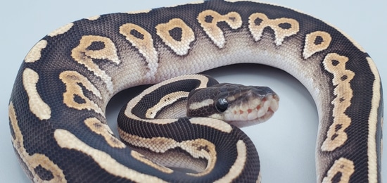 Savanah Het Ghost Ball Python by Frosty Pythons