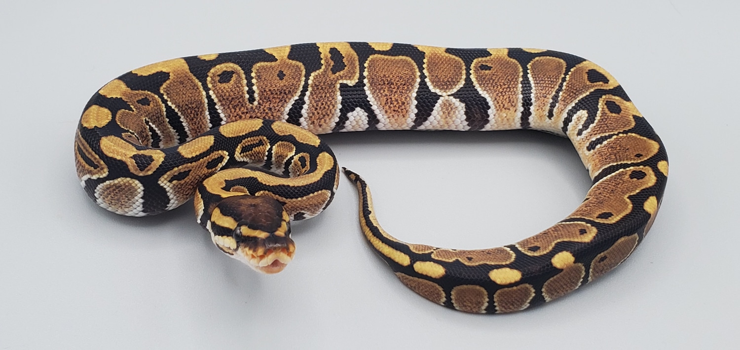 Normal Het Ghost Ball Python by Frosty Pythons - MorphMarket