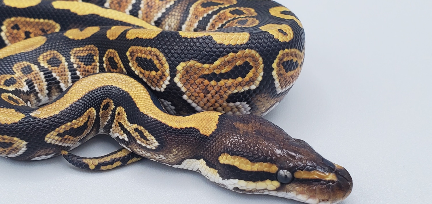 Russo 66% Pos Het Albino/Ghost Ball Python by Frosty Pythons - MorphMarket