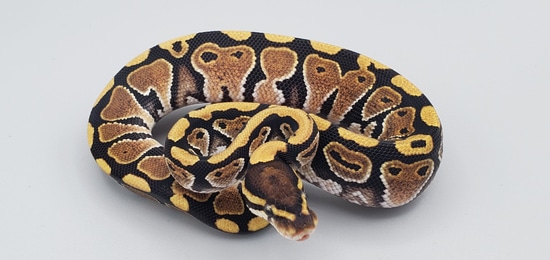 Russo 50% Pos Het Ghost/Albino Ball Python by Frosty Pythons