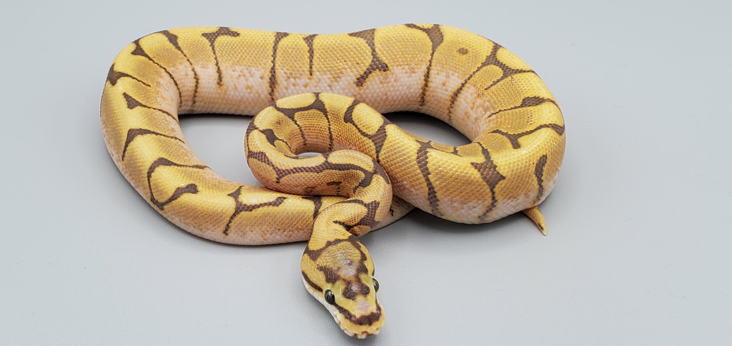 Enchi Honeybee Ball Python by Frosty Pythons - MorphMarket